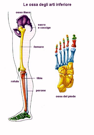 SISTEMA MUSCOLARE OK - Mappa Concettuale